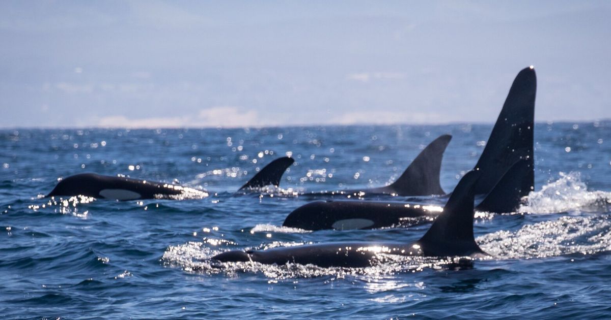 Southern resident orca pod falls to lowest number in 46 years | The ...