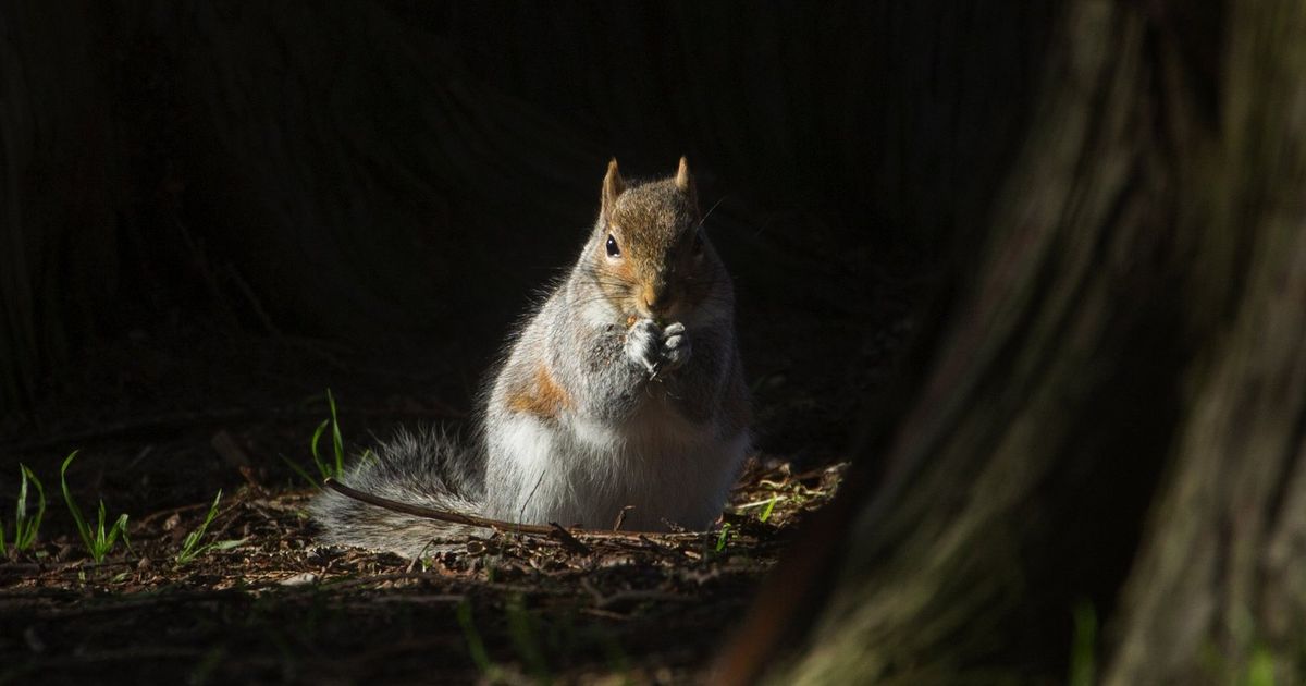 Food Safety Lessons For The Trail Make Sure To Trash That Apple Core The Seattle Times food-safety-lessons-for-the-trail-make-sure-to-trash-that-apple-core-the-seattle-times