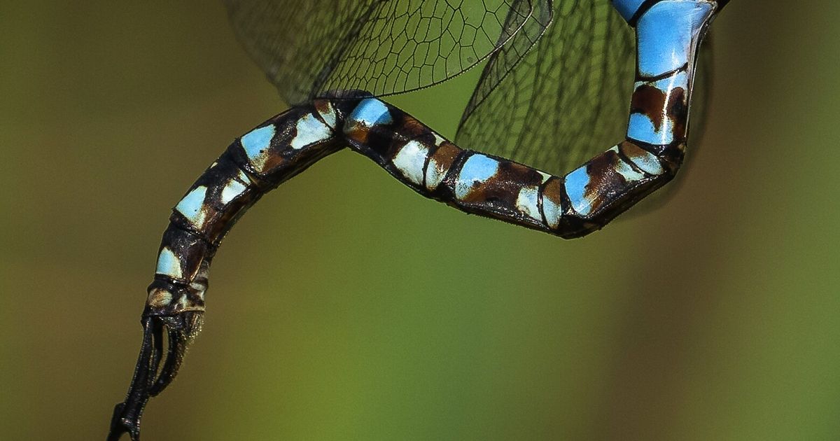How deep would you wade to capture a dragonfly in this unusual pose ...