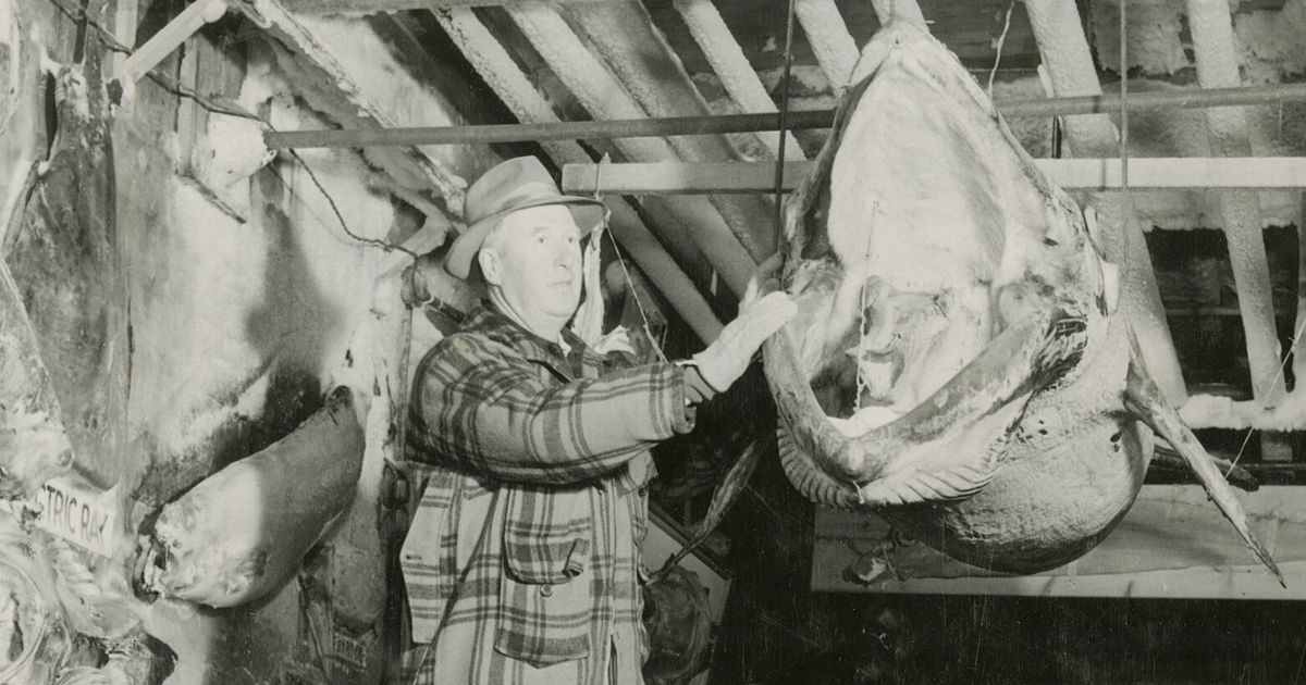 Seattle’s aquarium past, from frozen fish to Ivar’s tanks and Namu the ...