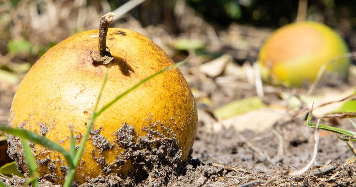 Florida orange farms, crops devastated by Hurricane Ian | The Seattle Times