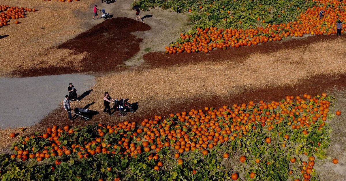 What to do around Seattle this week: Pumpkin patches, family-friendly ...