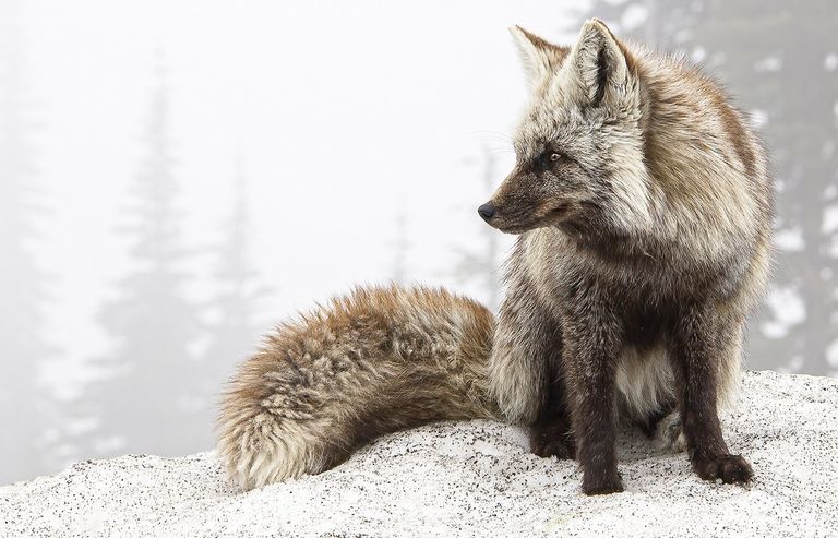 Isabella Breda | The Seattle Times