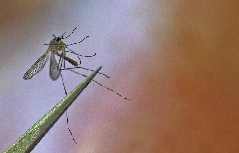 New Hampshire resident dies after testing positive for mosquito-borne ... New Hampshire resident dies after testing positive for mosquito-borne ...