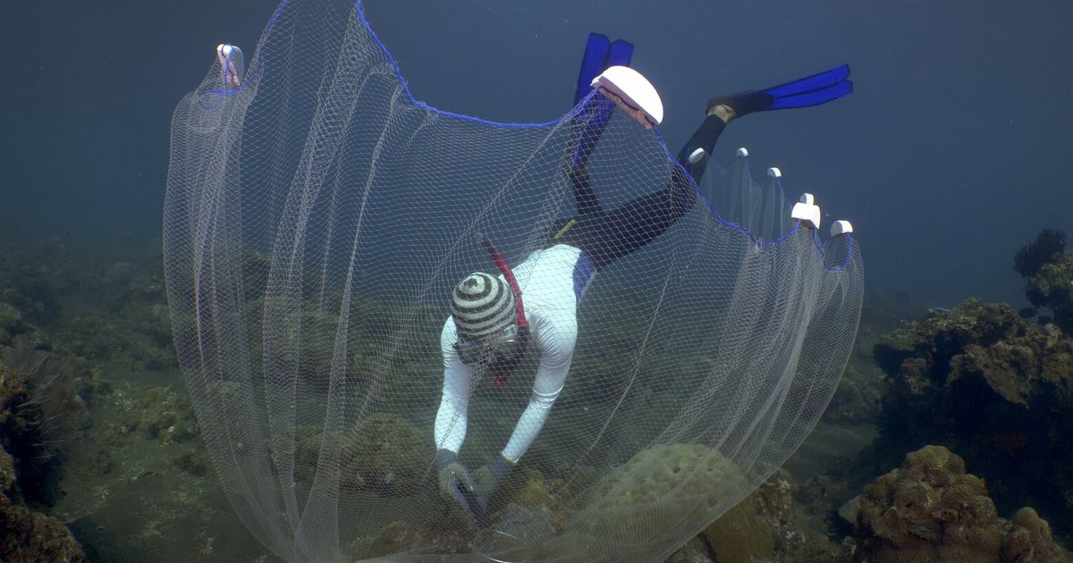 Sparkling fish, murky methods: the global aquarium trade | The Seattle ...