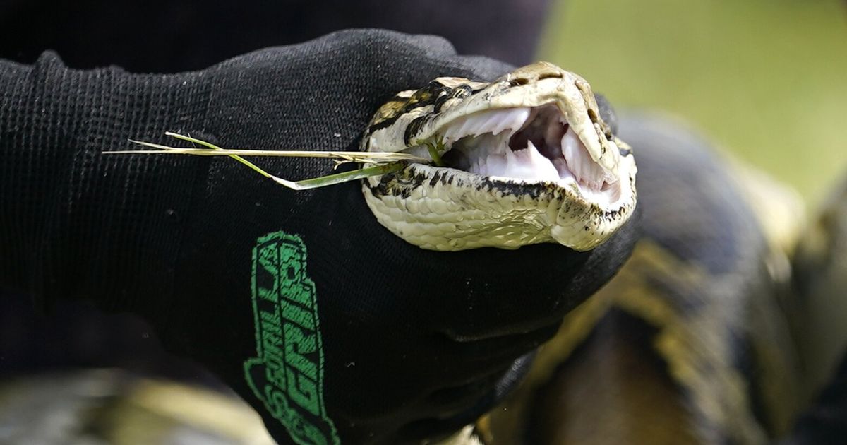 Florida teen captures 28 Burmese pythons, gets top prize | The Seattle ... Florida teen captures 28 Burmese pythons, gets top prize | The Seattle ...