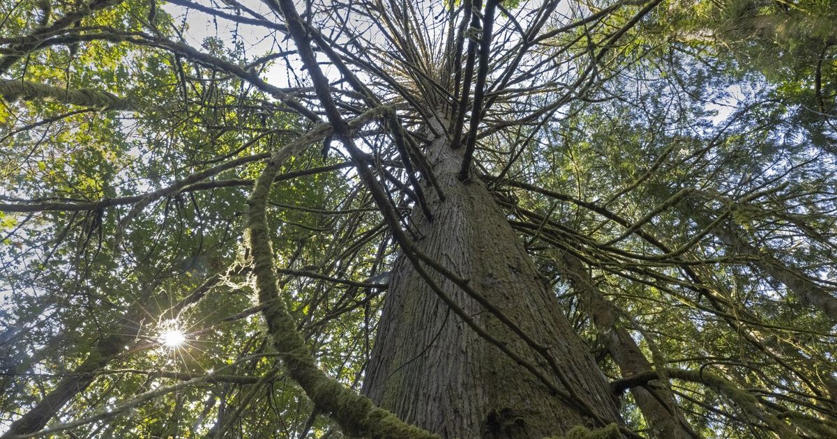 Has this iconic Northwest tree reached a tipping point? | The Seattle Times