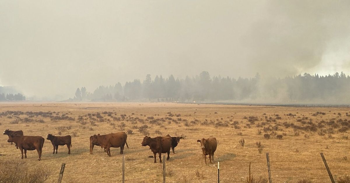 ‘Burn boss’ arrest inflames Western land use tensions | The Seattle Times