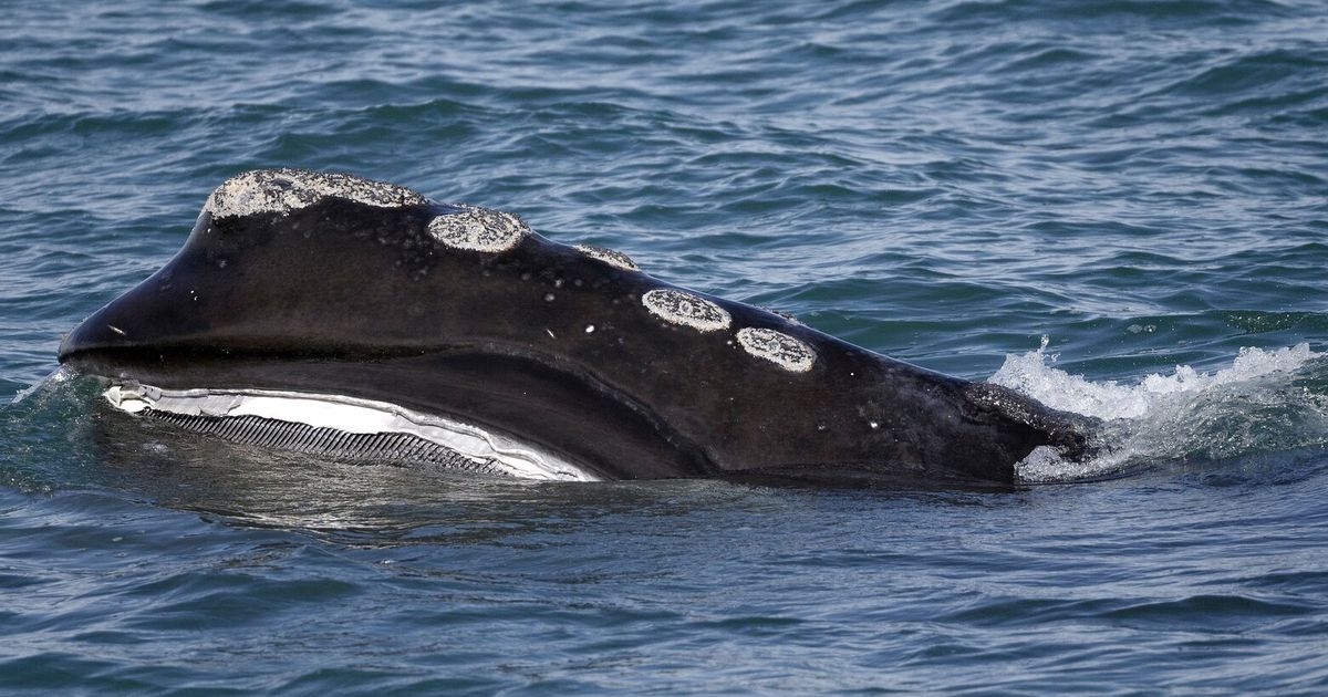 Feds unveil plan to grow wind power while sparing rare whale | The ...
