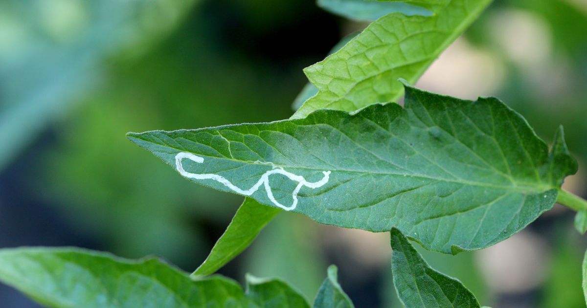 Those weird marks on your leaves? Here’s how to decipher them | The ...
