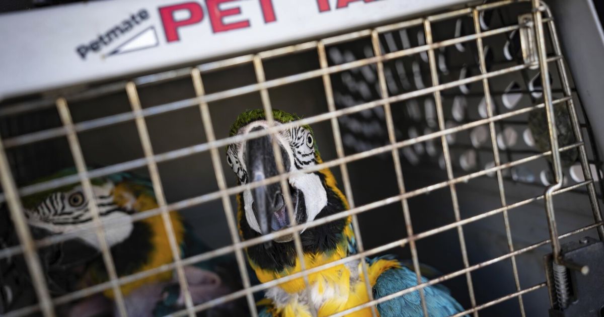 Rescuers flock together to save 275 parrots stranded by Ian | The ...