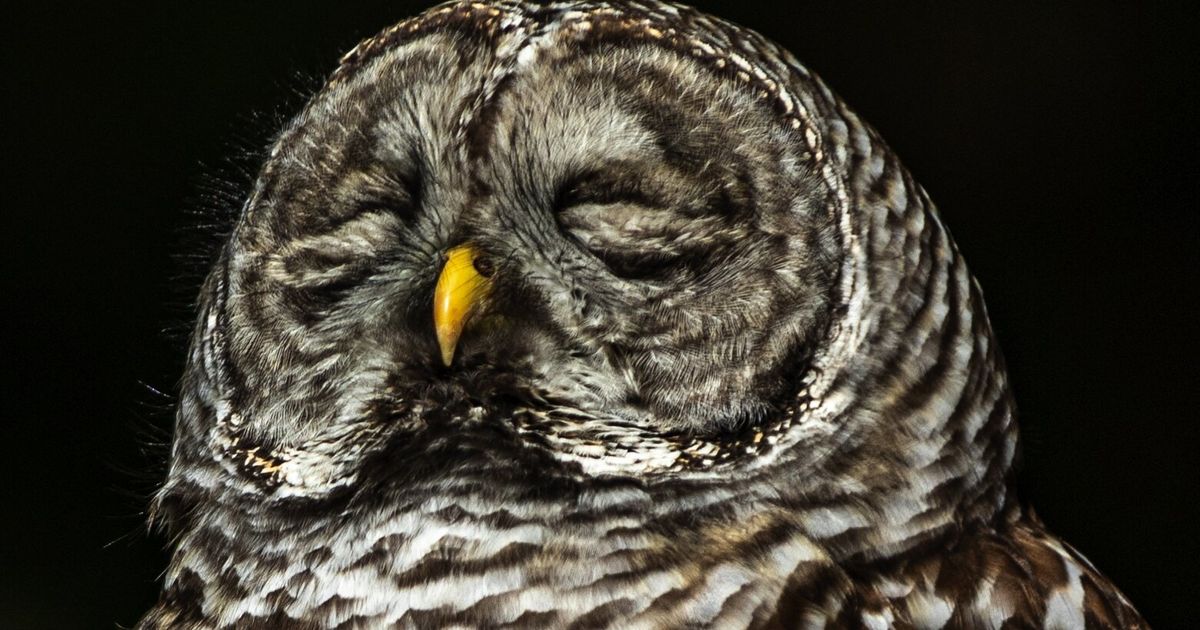 Whooo wishes you a Happy Owl-oween? This peaceful Issaquah creature ...