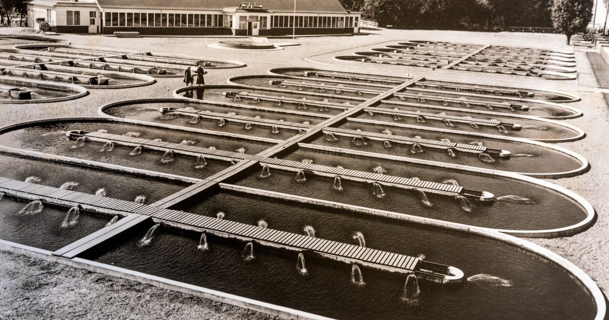 The Issaquah Salmon Hatchery boosts spawn of the swimming dead | The ...