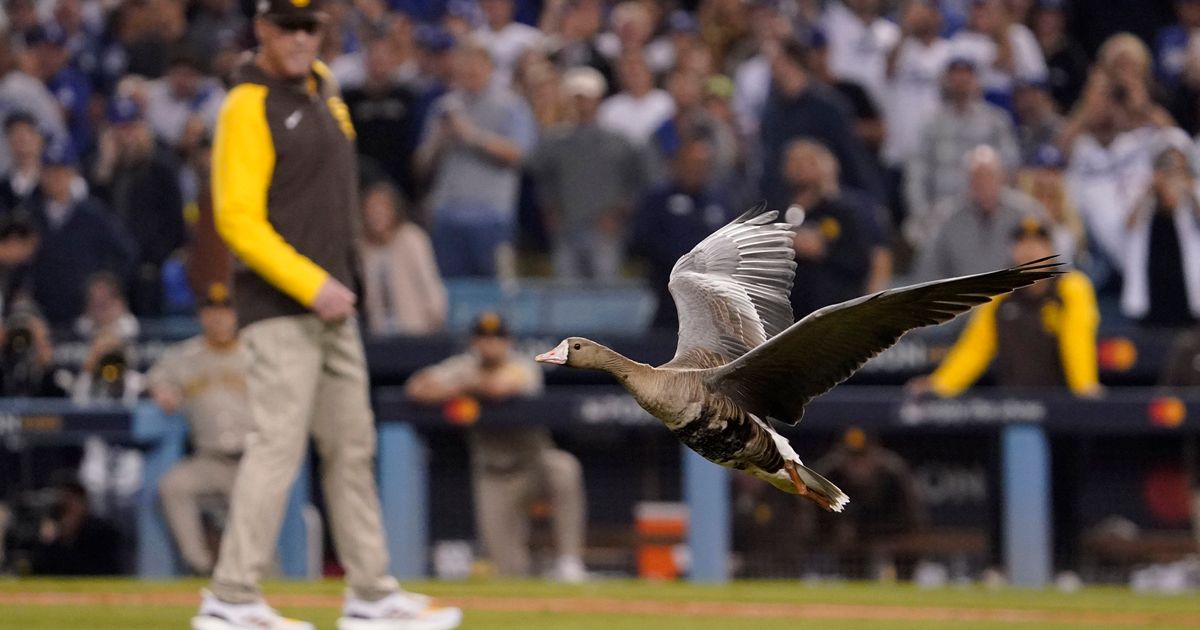 Goose on loose causes delay at Padres-Dodgers playoff game | The ...