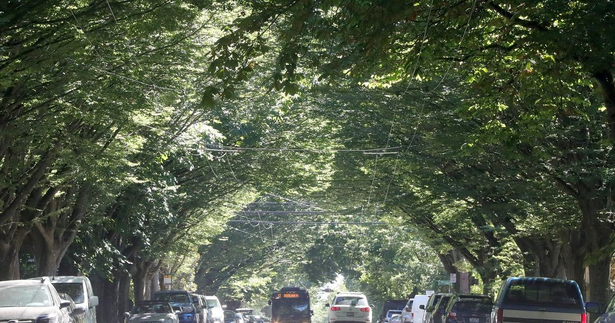 Create urban forester position to protect Seattle’s dwindling tree ...