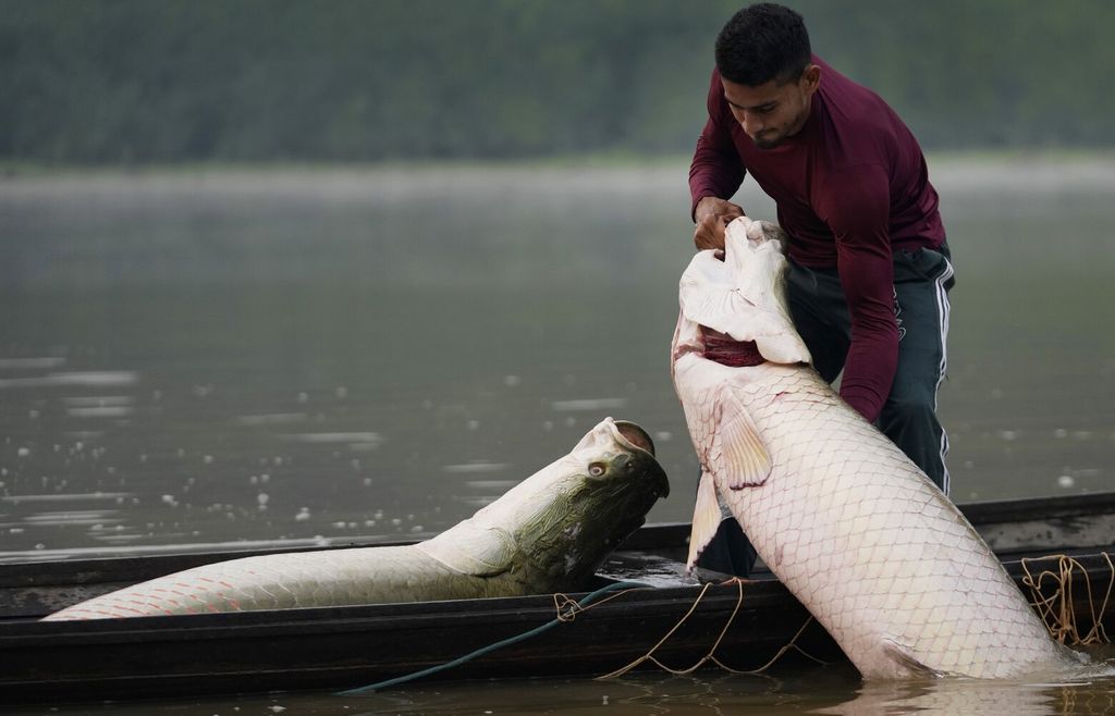 Giant, sustainable rainforest fish is now fashion in America | The ...
