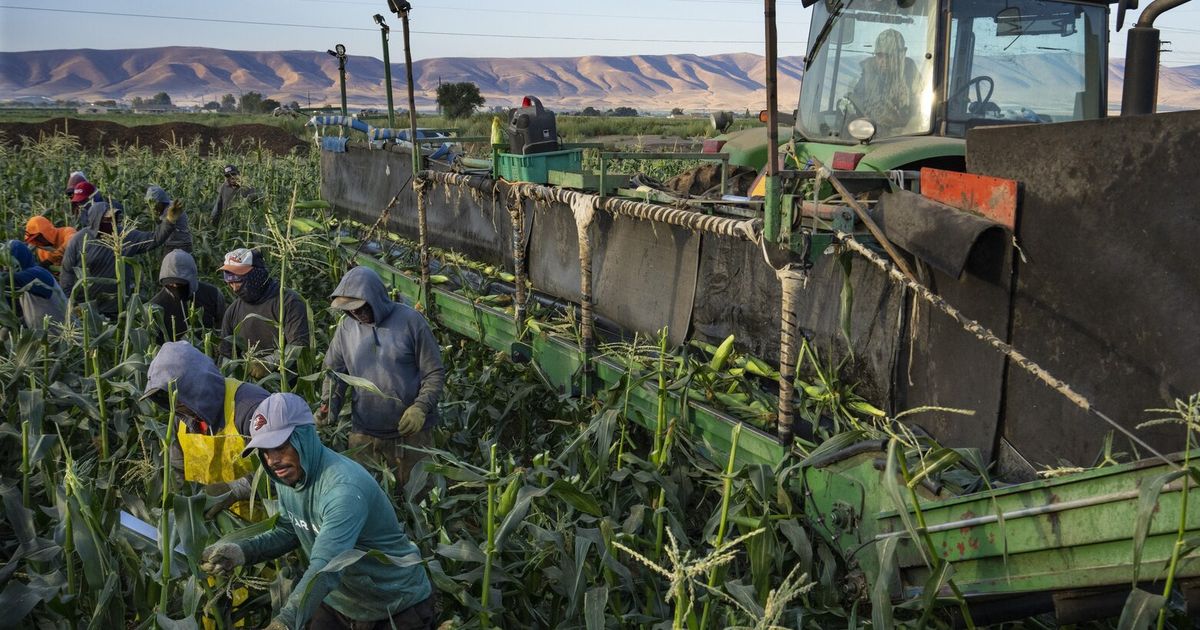 A Japanese American family and a native tribe blend at a WA farm | The ...