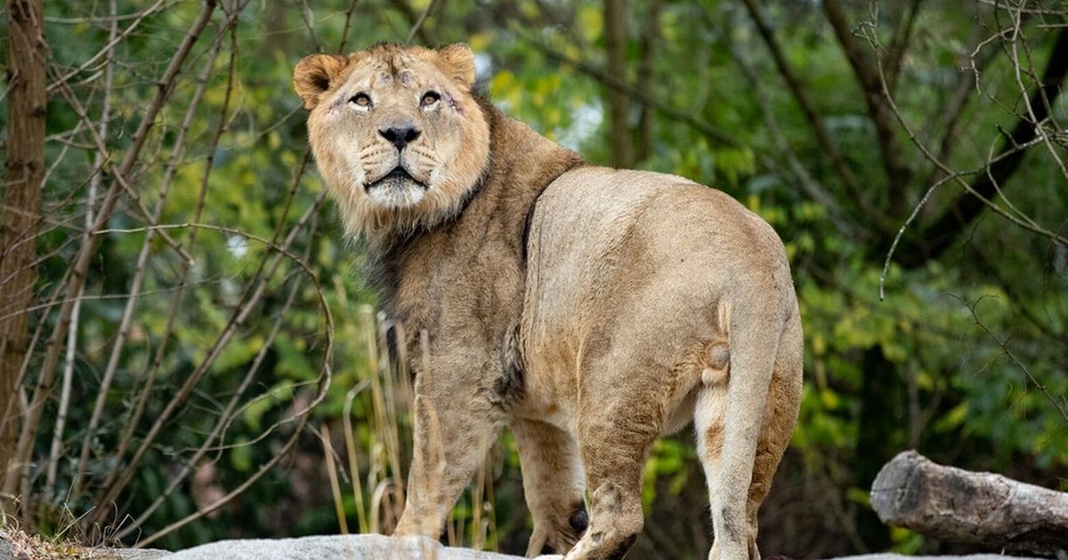 Tandie the lion is back in Seattle, ready for his zoo debut | The ...