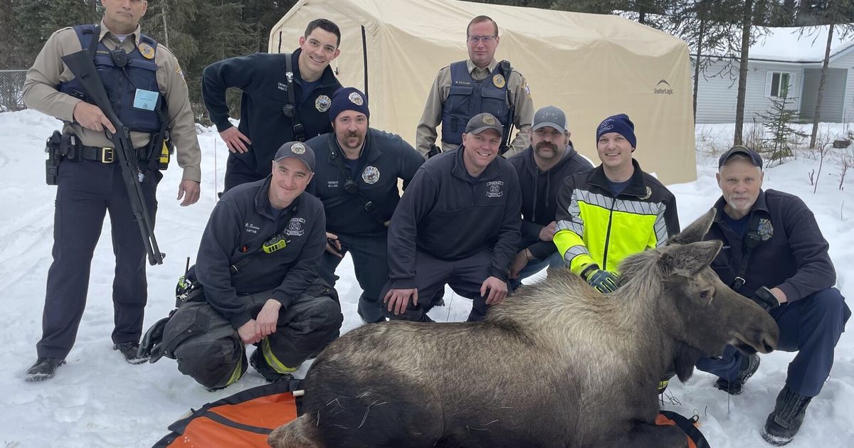 Alaska firefighters help rescue a moose trapped in a home | The Seattle ...