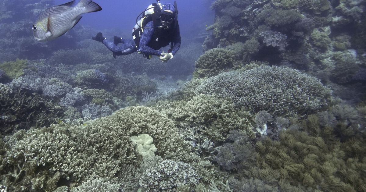 UN: Great Barrier Reef should be on heritage ‘danger’ list | The Seattle Times