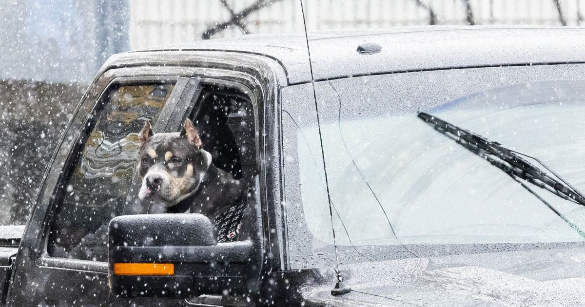 Photos: Scenes from a snowy Seattle-area Tuesday | The Seattle Times