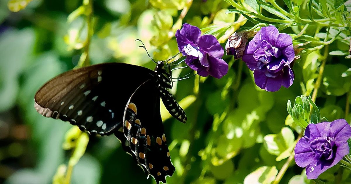 Gardeners: Don’t sleep on Superbells Double calibrachoas, the petunia ...