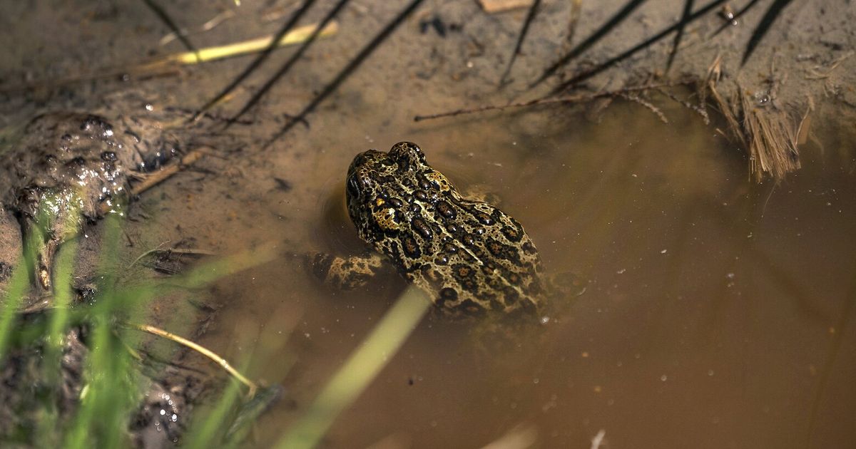 Nevada toad in geothermal power fight gets endangered status | The ...