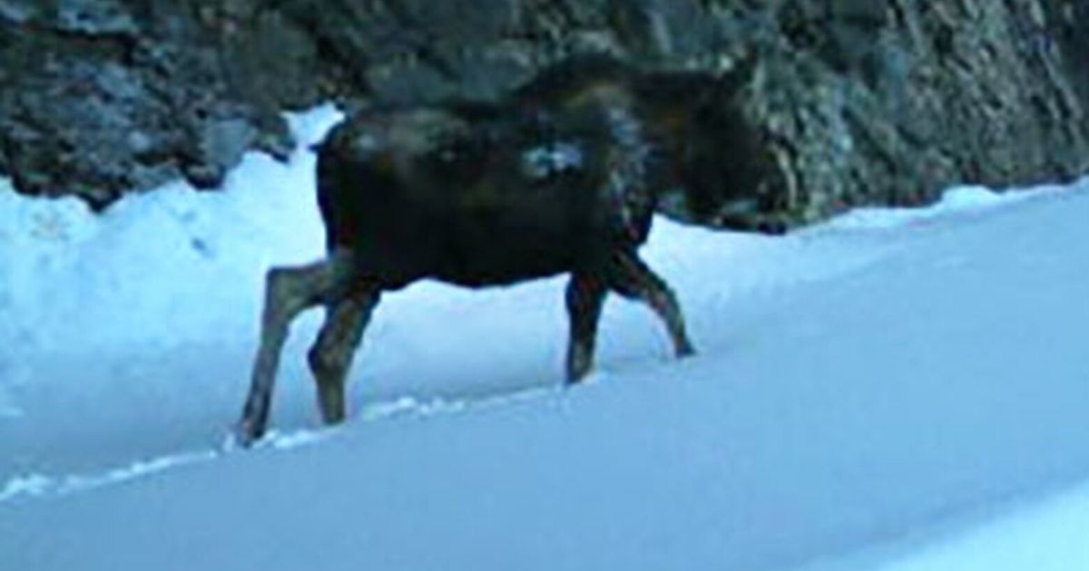 First-ever recorded moose sighting in Mount Rainier National Park | The ... First-ever recorded moose sighting in Mount Rainier National Park | The ...