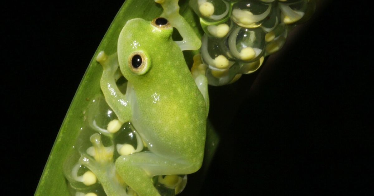 Glass act: Scientists reveal secrets of frog transparency | The Seattle ...