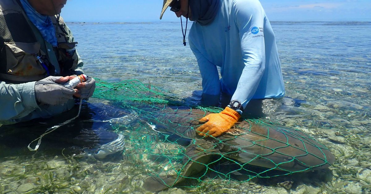 Some sharks return to the same sites to breed for decades | The Seattle ...