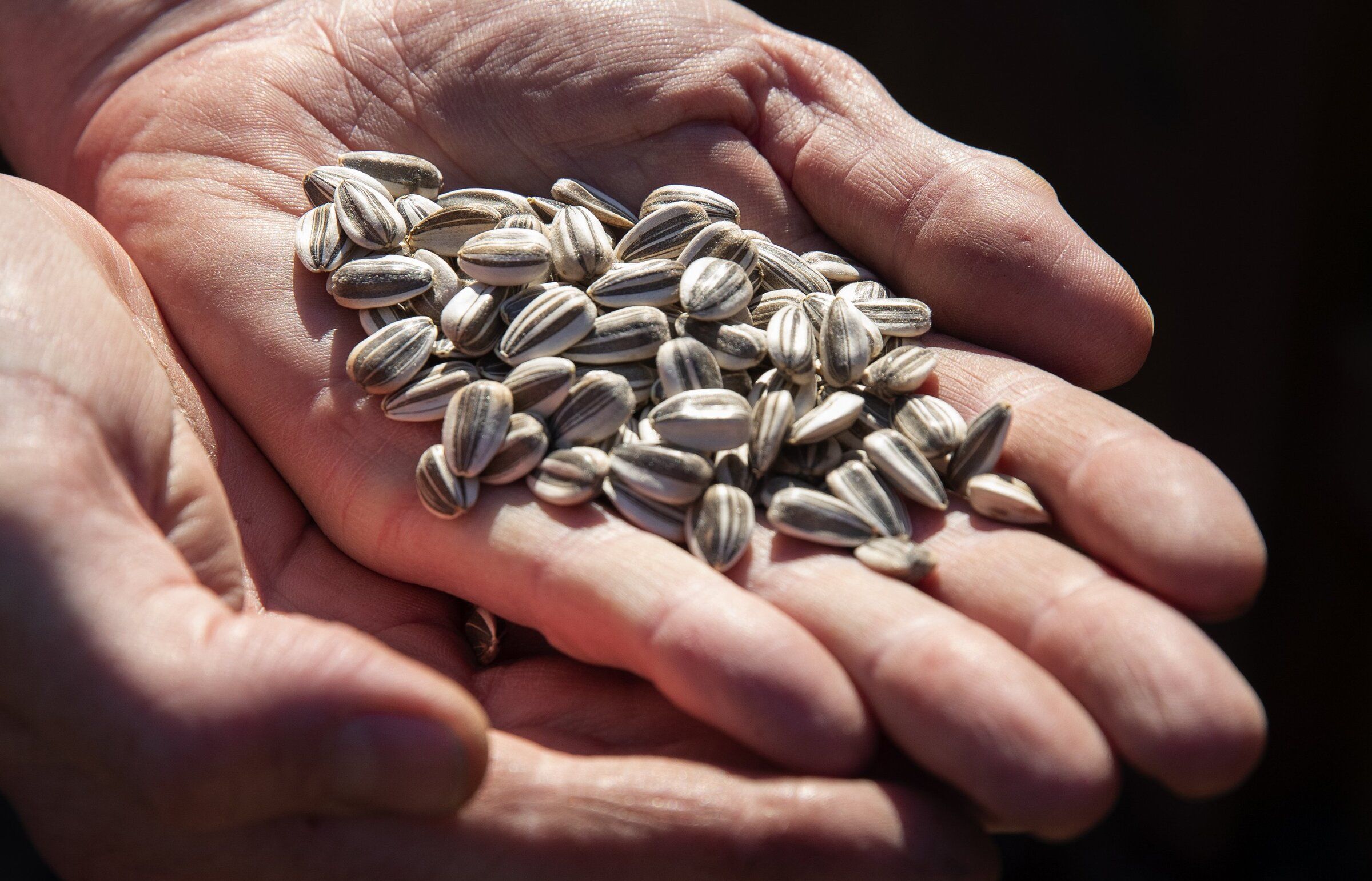 Seeds store
