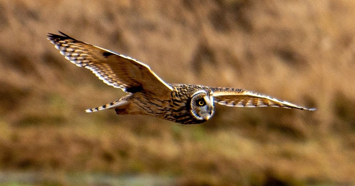 Reader photo: Focus right in on this owl’s laser focus; he’s intensely ...