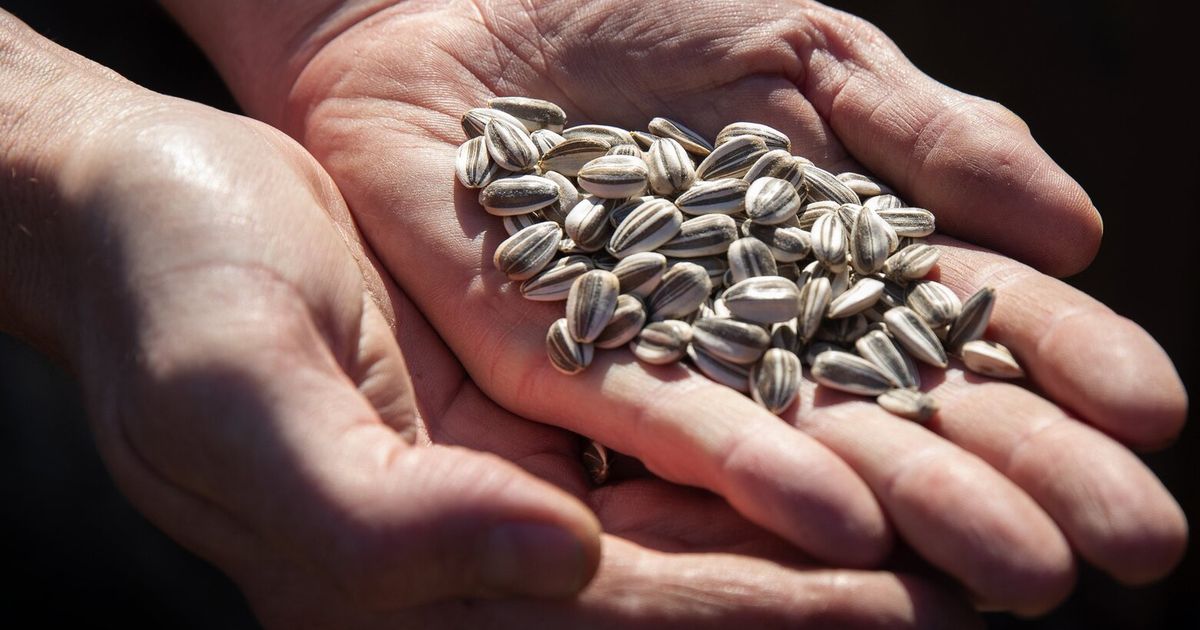 8 things to consider when selecting seeds for your vegetable garden ...