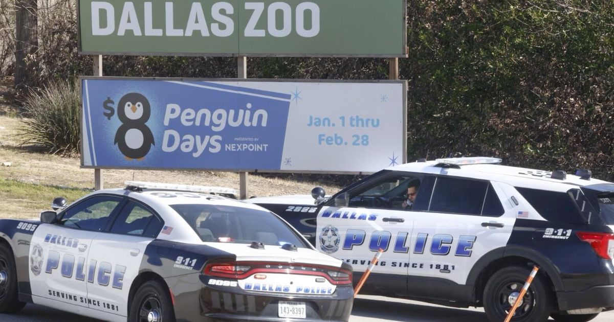 Police investigate after Dallas Zoo missing leopard is found | The ...