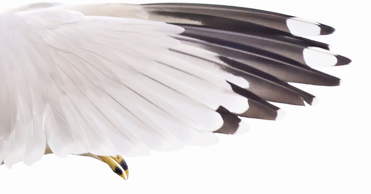 This ring-billed gull plays beak-a-boo on the shores of Lake Washington ...