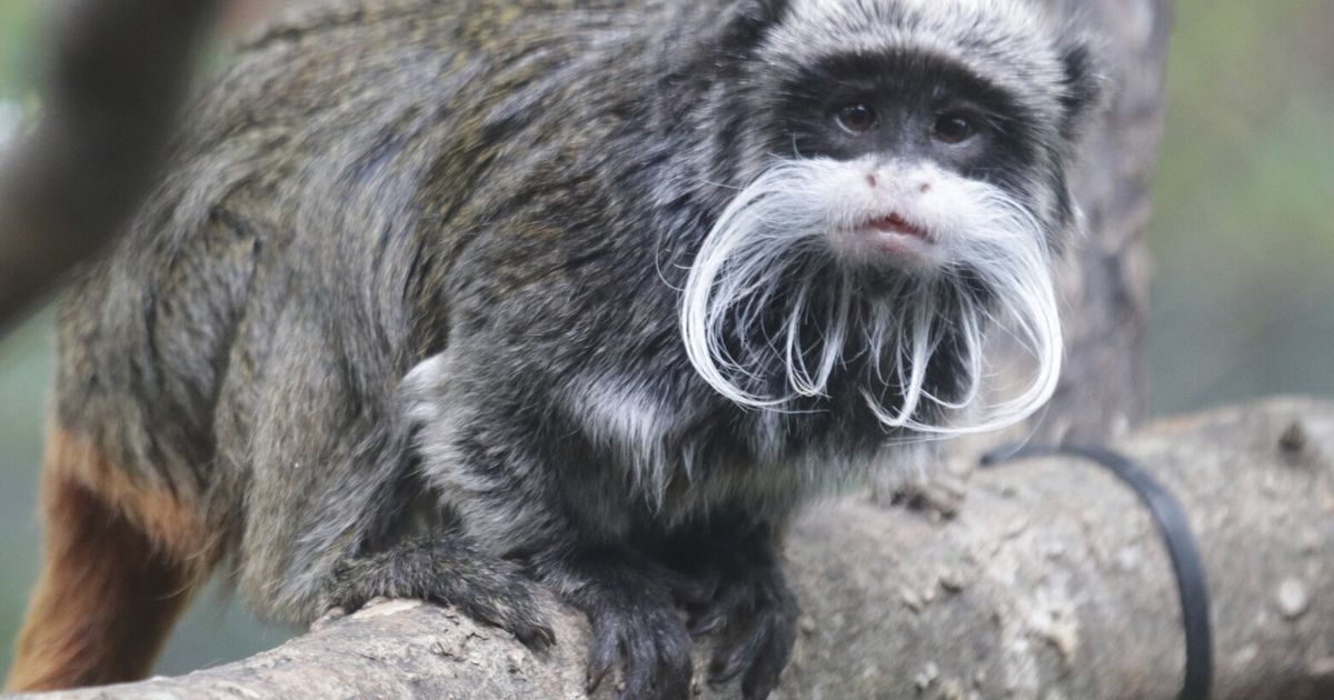 2 monkeys taken from Dallas Zoo in latest suspicious event | The ...