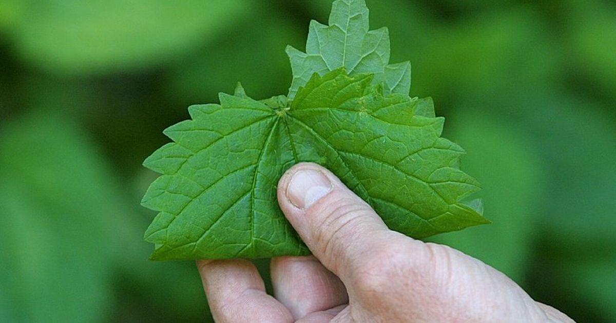 Edible nettles make for a soothing soup, but tread (and touch ...