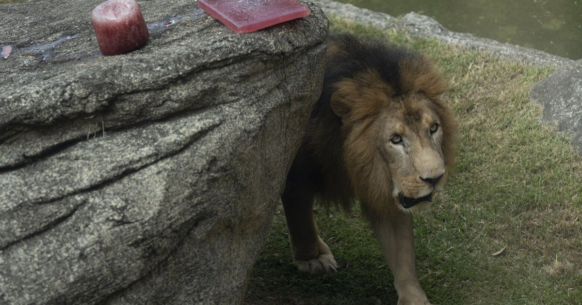 Blood-flavored ice helps zoo animals beat Rio’s heat | The Seattle Times