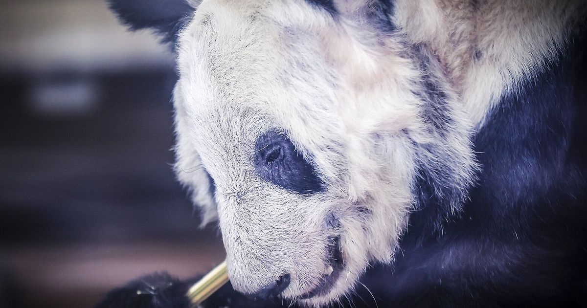 Giant panda Le Le dies after 20 years at Memphis Zoo | The Seattle Times