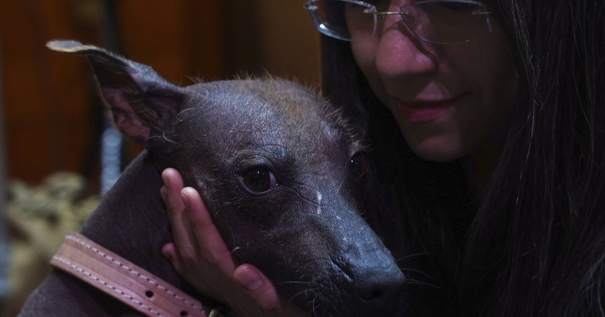 Dog owners tout Xolos’ loyalty and sacred underworld history | The ...