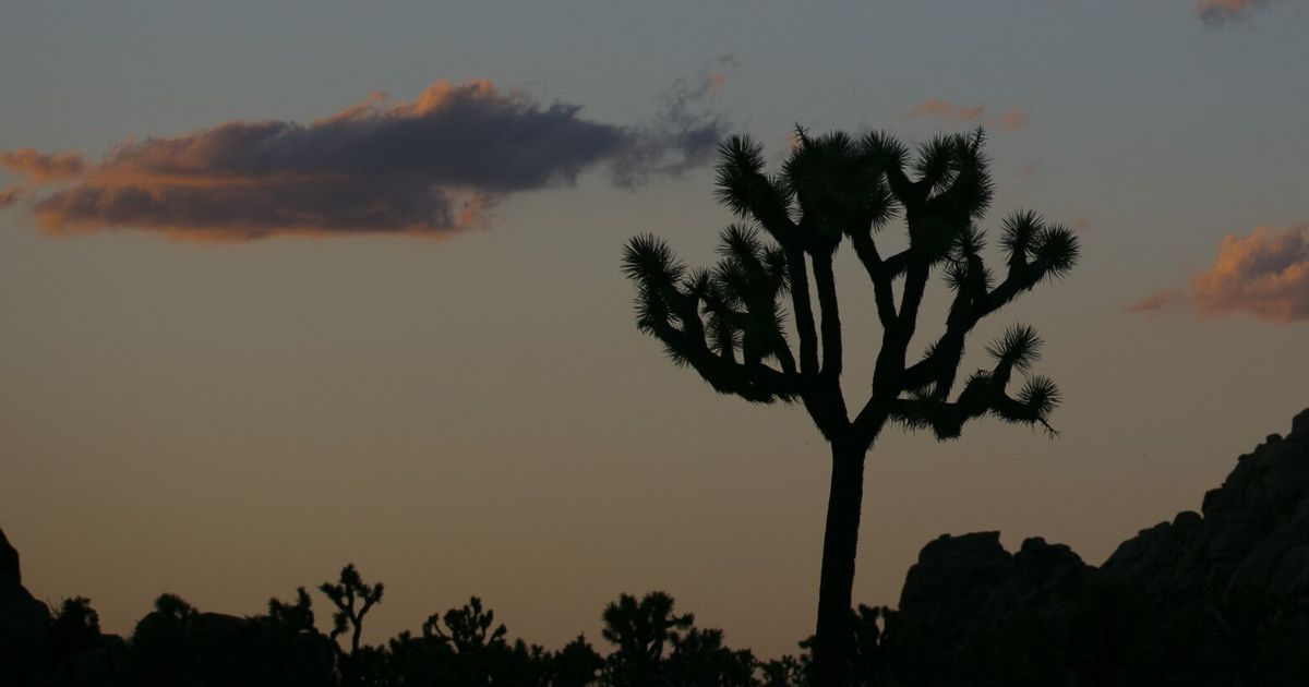 California bill would protect native western Joshua tree | The Seattle ...