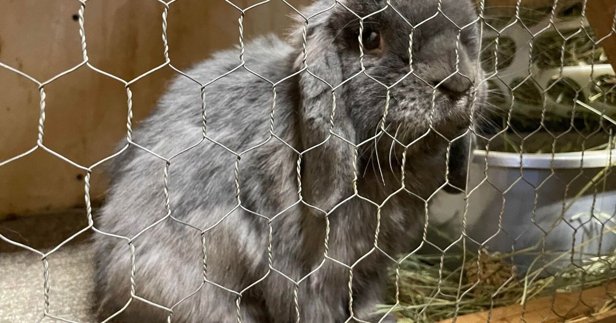 200-plus rabbits seized from Puyallup home in animal care investigation | The Seattle Times