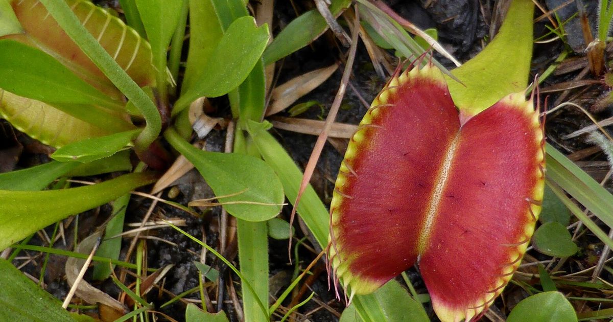 Hundreds of WA plants, animals at risk of extinction | The Seattle Times