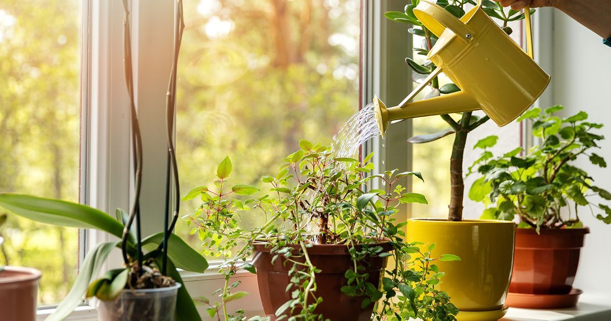 Health starts in the home — 4 simple ways to improve your household ...