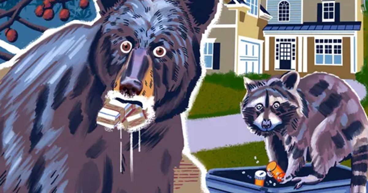 Cocaine bear, meet cannabis raccoon and McFlurry skunk | The Seattle Times