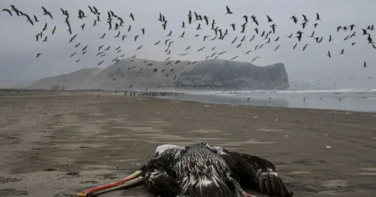 Whats The Risk Of Bird Flu Outbreak Crossing To Humans The Seattle Times