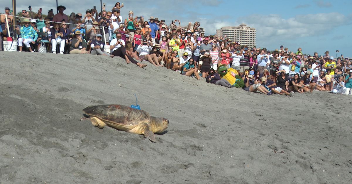Loggerhead sea turtle released after rehabbing in Florida | The Seattle ...
