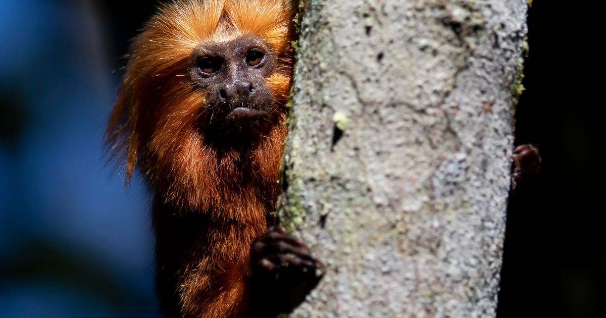 Race to vaccinate rare wild monkeys gives hope for survival | The ...