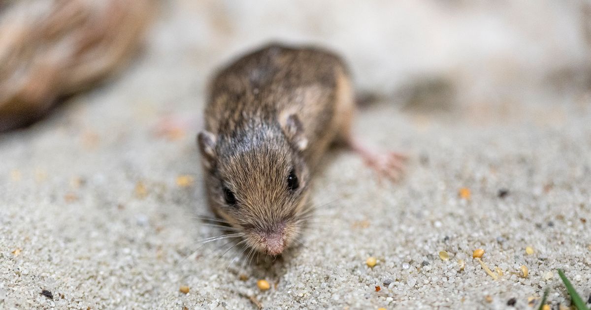 Tiny California mouse wins Guinness award for longevity | The Seattle Times