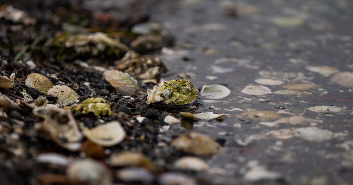 Puget Sound shellfish habitats get $5.5M boost | The Seattle Times